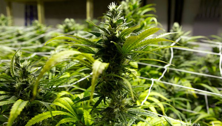 PolitiFact | Is it true that marijuana hasn't caused any deaths, while ...