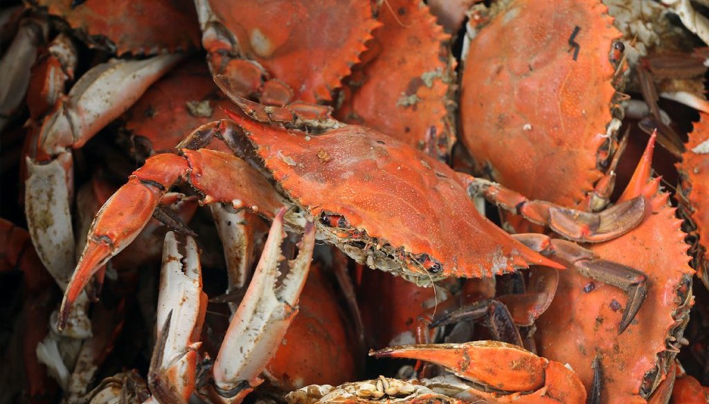 PolitiFact | Terry McAuliffe says all Maryland crabs are born in Virginia