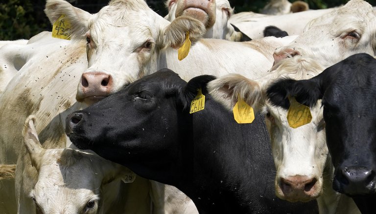 PolitiFact | How much of the Inflation Reduction Act goes toward trees ...