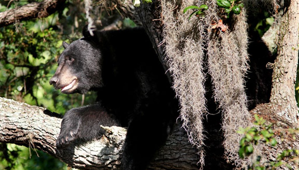 PolitiFact | Florida black bears aren't apex predators, Hillsborough ...